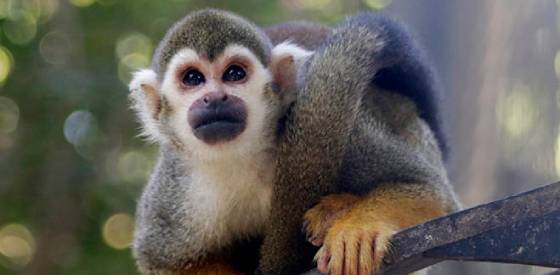 Monkeys and Kids Can Get Diabetes, Too | Carondelet Health Network